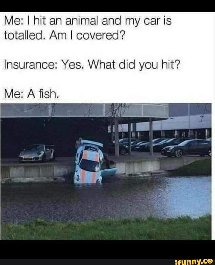 Me: I hit an animal and my car is totalled. Am I covered? Insurance ...
