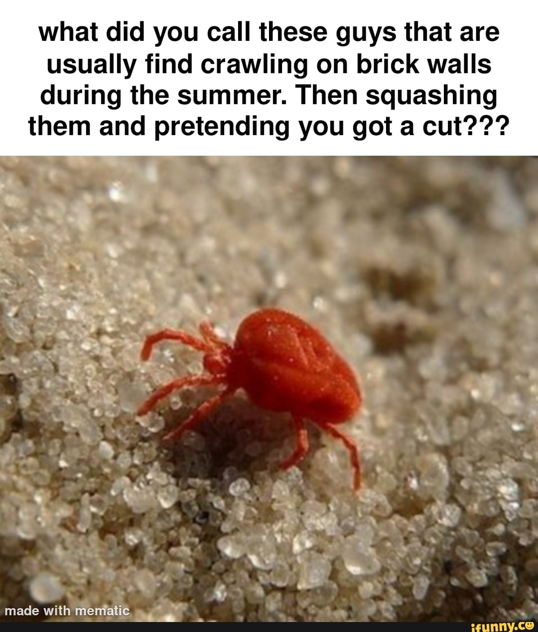 Squashing memes. Best Collection of funny Squashing pictures on iFunny