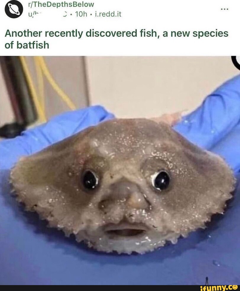 -tole Another recently discovered fish, a new species of batfish - iFunny