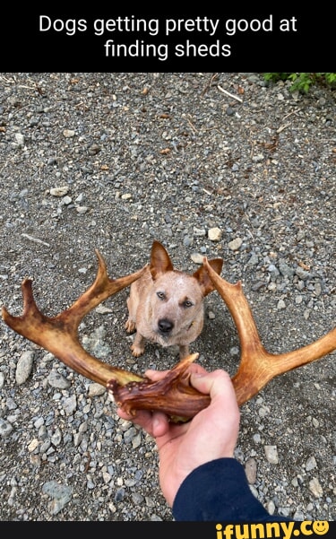 Sheds memes. Best Collection of funny Sheds pictures on iFunny