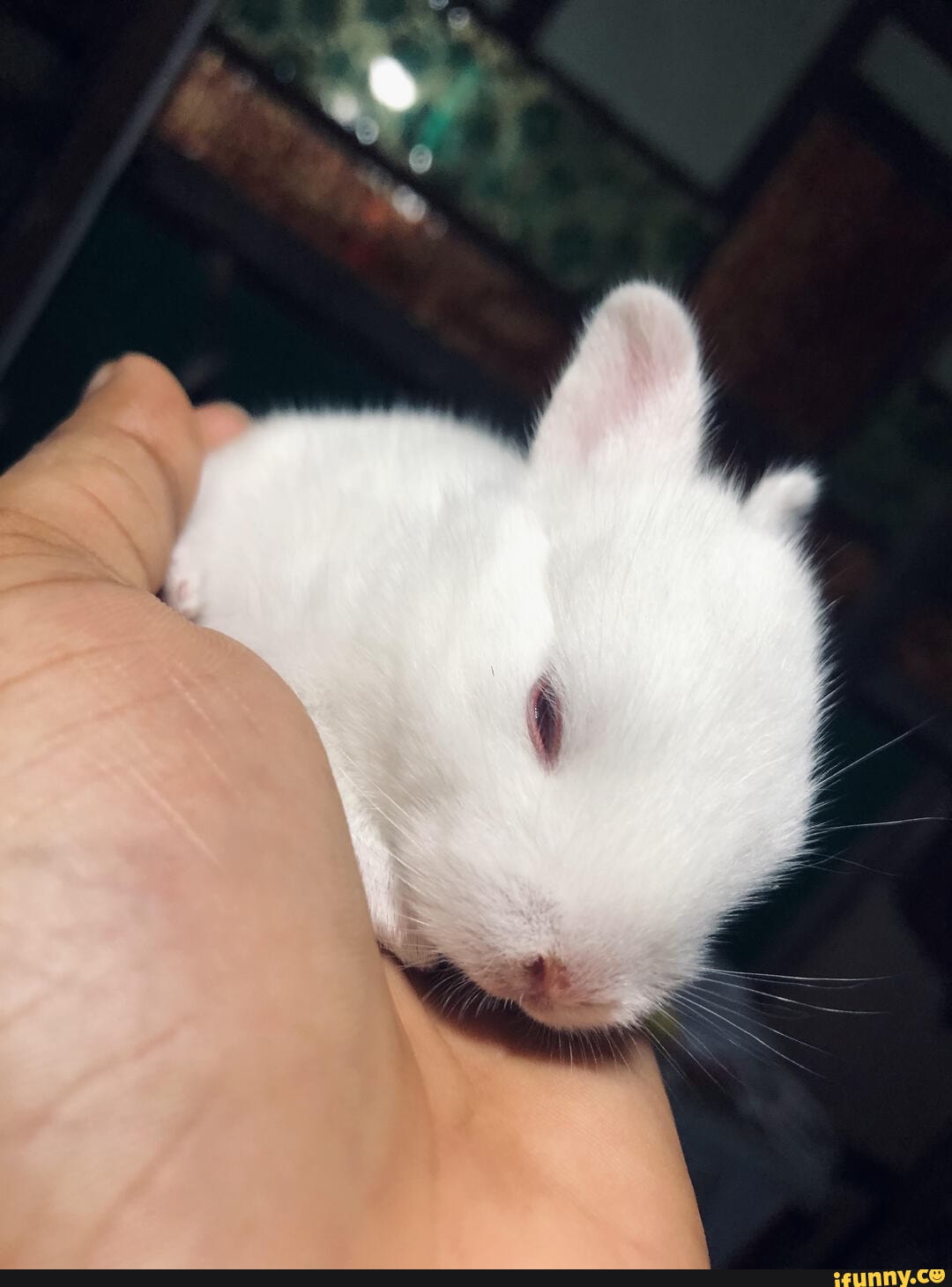 Baby_rabbit memes. Best Collection of funny Baby_rabbit pictures on iFunny