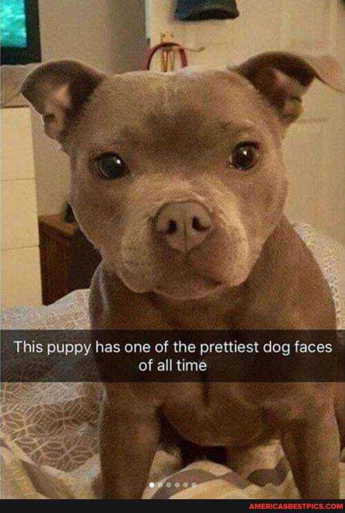 This puppy has one of the prettiest dog faces of all time - America’s ...