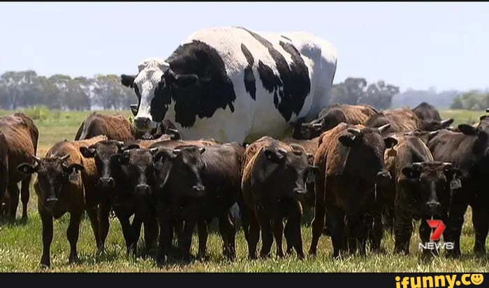 Holstein_friesian_cattle memes. Best Collection of funny Holstein ...