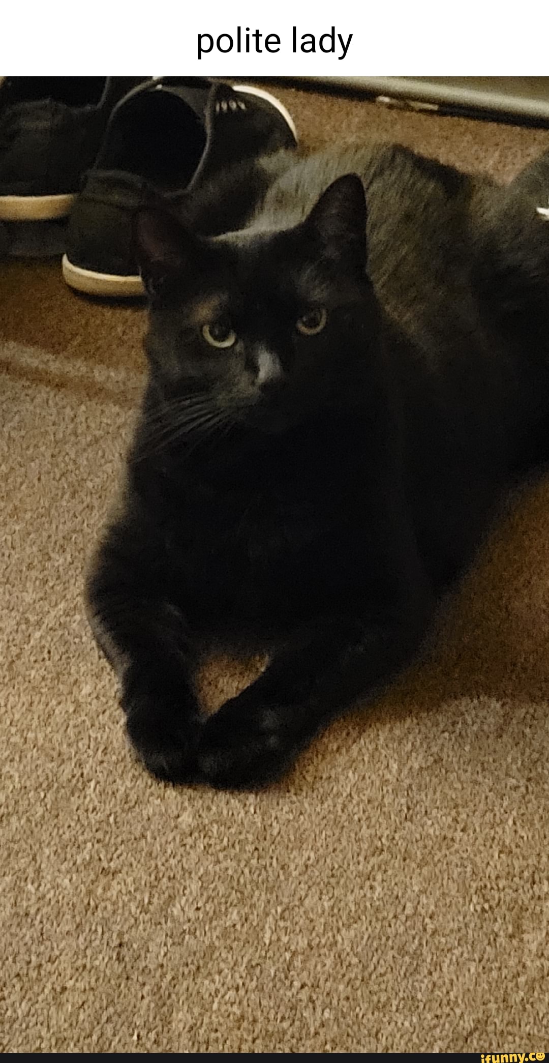 Polite lady - iFunny