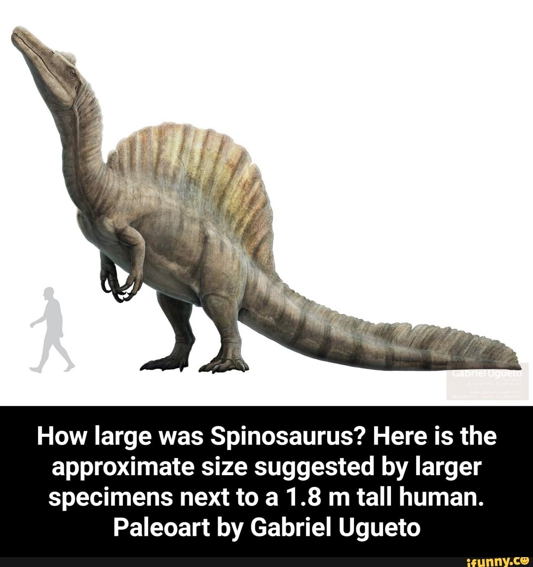 Gabriel Ugueto How large was Spinosaurus? Here is the approximate size ...