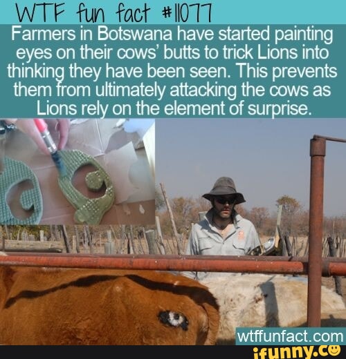 WTF fun fact Farmers in Botswana have started painting eyes on their ...