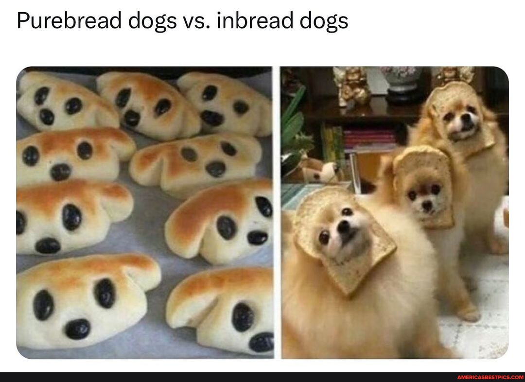 😂😂 #funny #dog #explore #viral #memes - Purebread dogs vs. inbread dogs ...