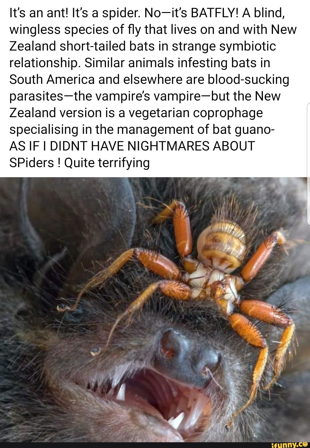 It‘s an ant! It's a spider. No-it's BATFLY! A blind, Wingless species ...