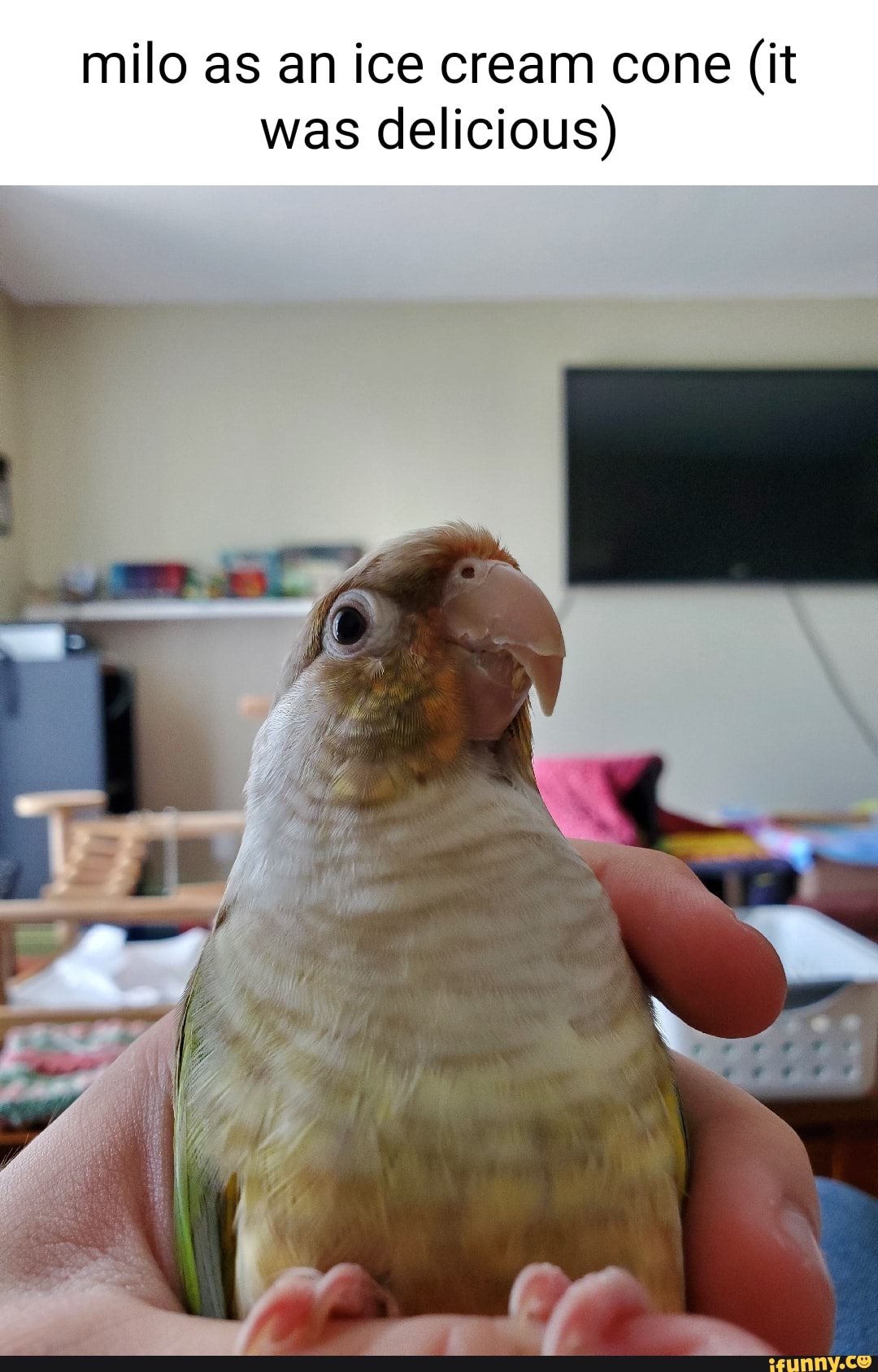 Milo memes. Best Collection of funny Milo pictures on iFunny