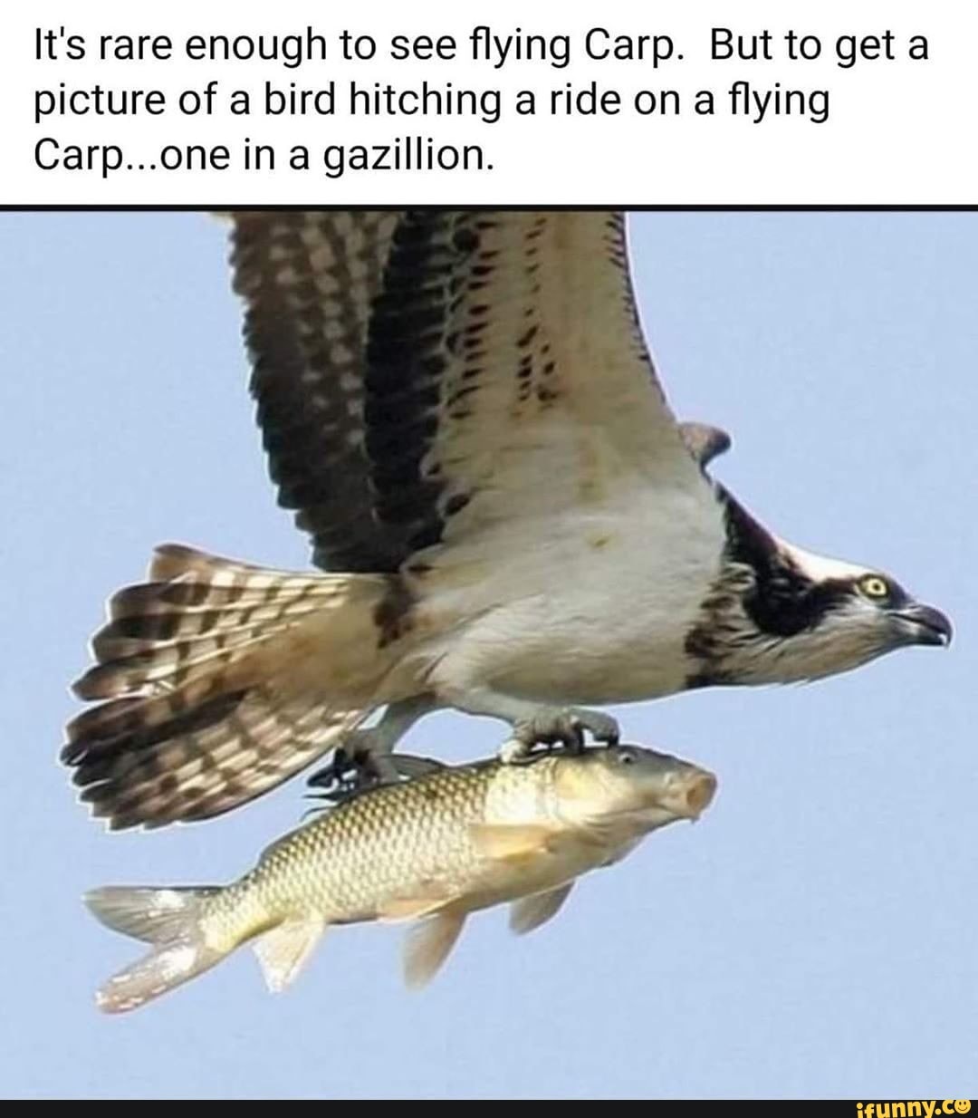 It's rare enough to see flying Carp. But to get a picture of a bird ...