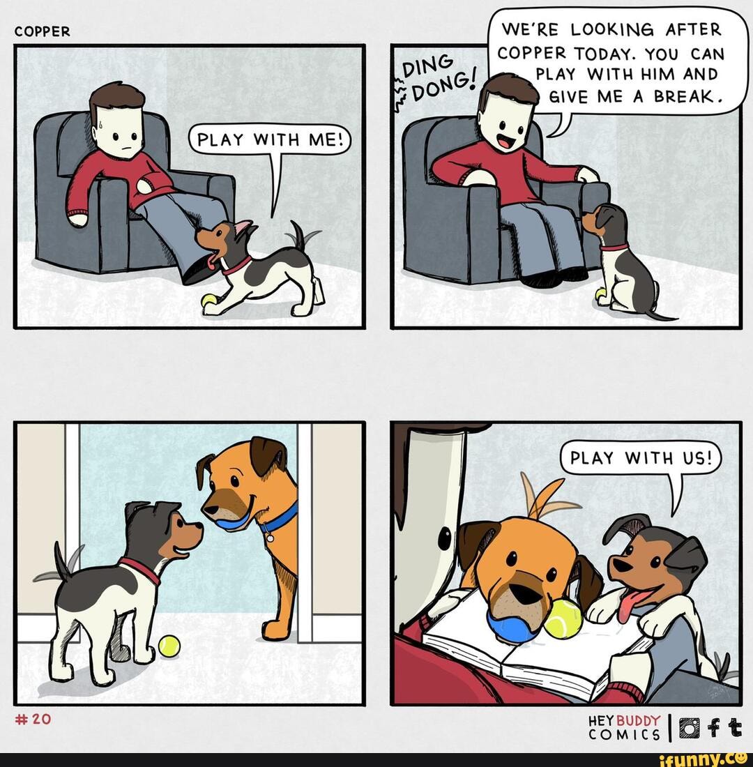 COPPER WE'RE LOOKING AFTER COPPER TODAY. YOU CAN PLAY WITH HIM AND GIVE ...