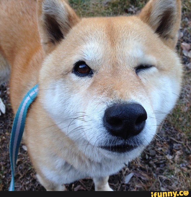 Shibe memes. Best Collection of funny Shibe pictures on iFunny