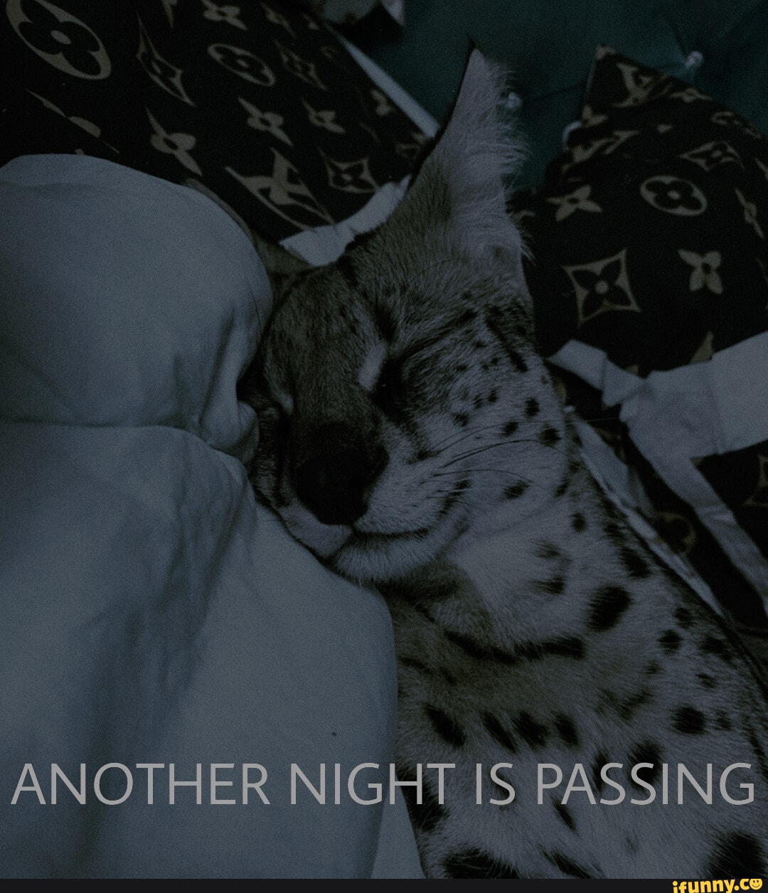 Serval memes. Best Collection of funny Serval pictures on iFunny