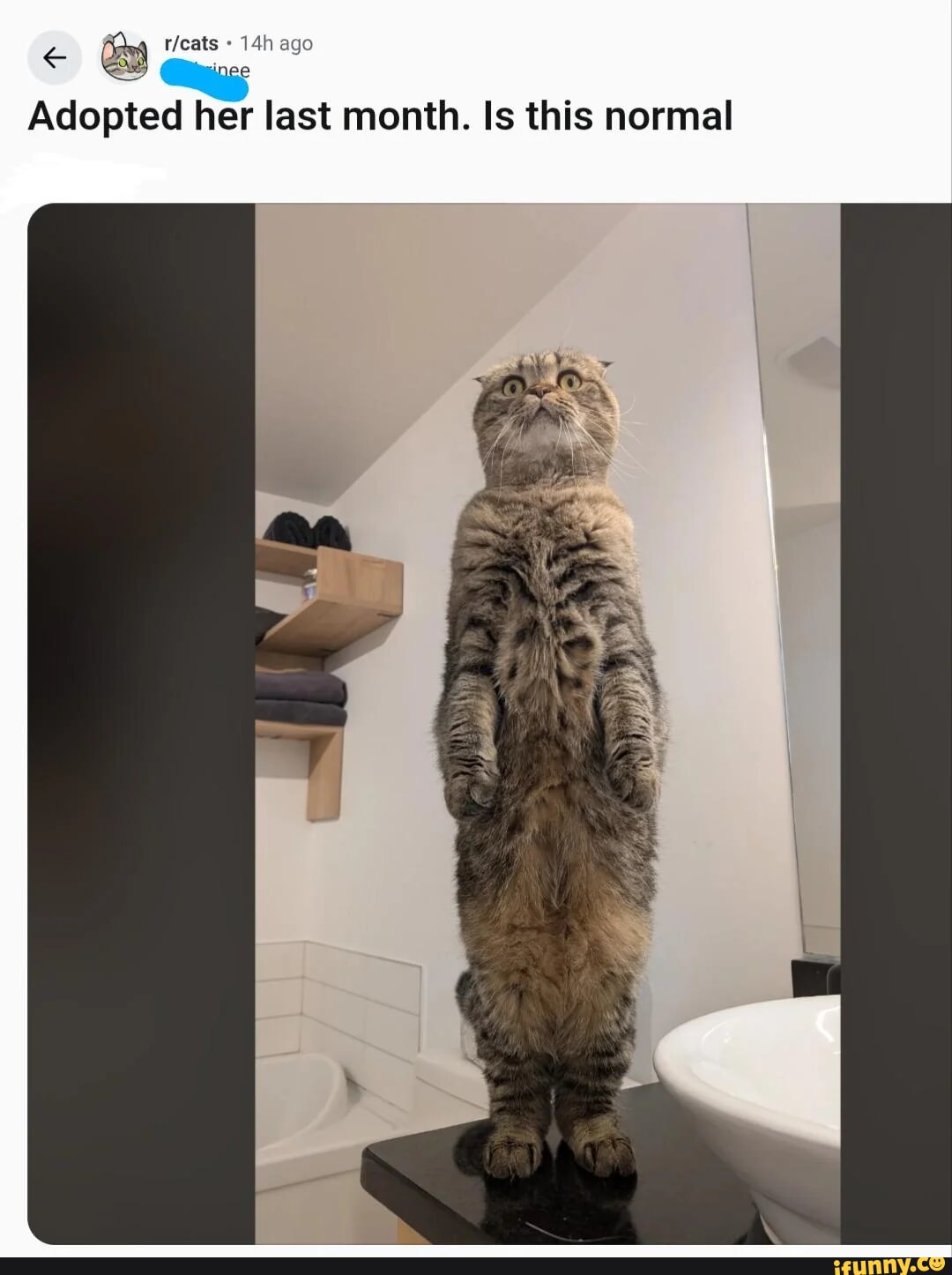 Ago lets Adopted her last month. Is this normal - iFunny