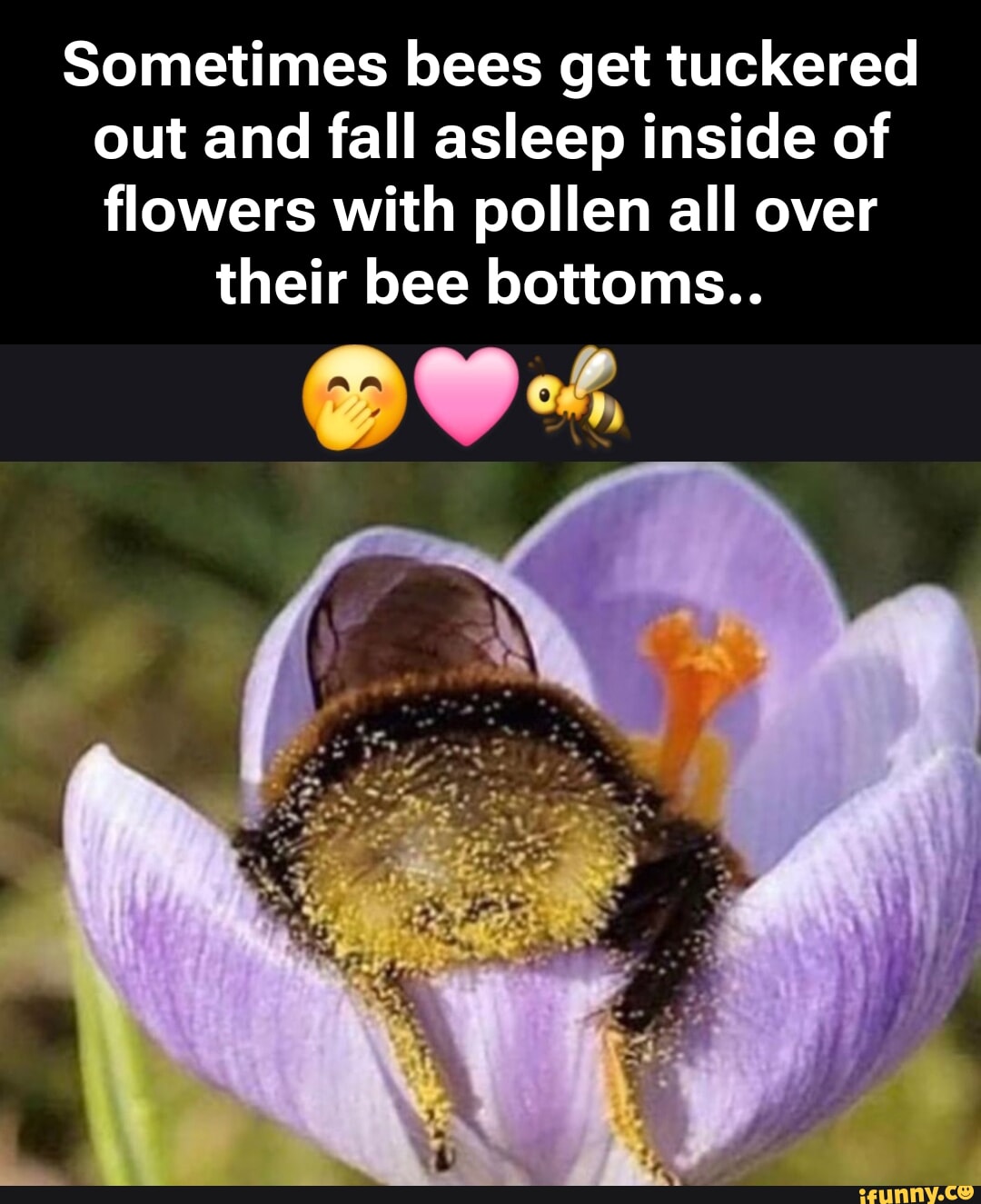 Pollen memes. Best Collection of funny Pollen pictures on iFunny