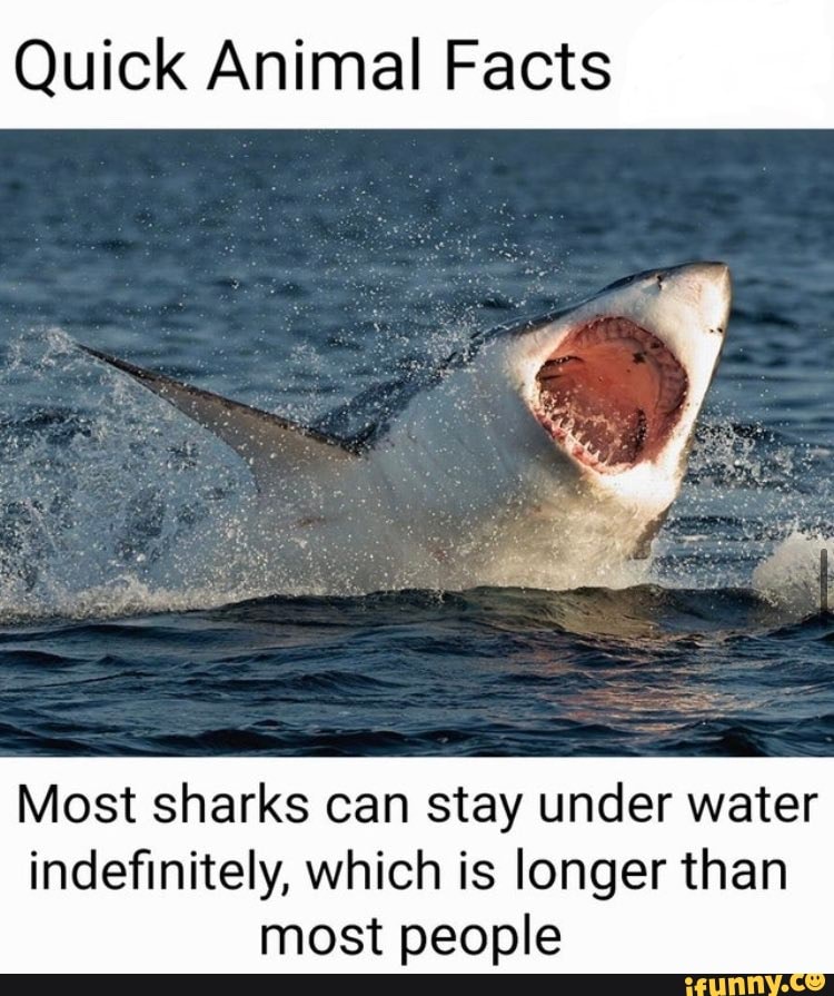 Quick Animal Facts Most sharks can stay under water indefinitely, which ...