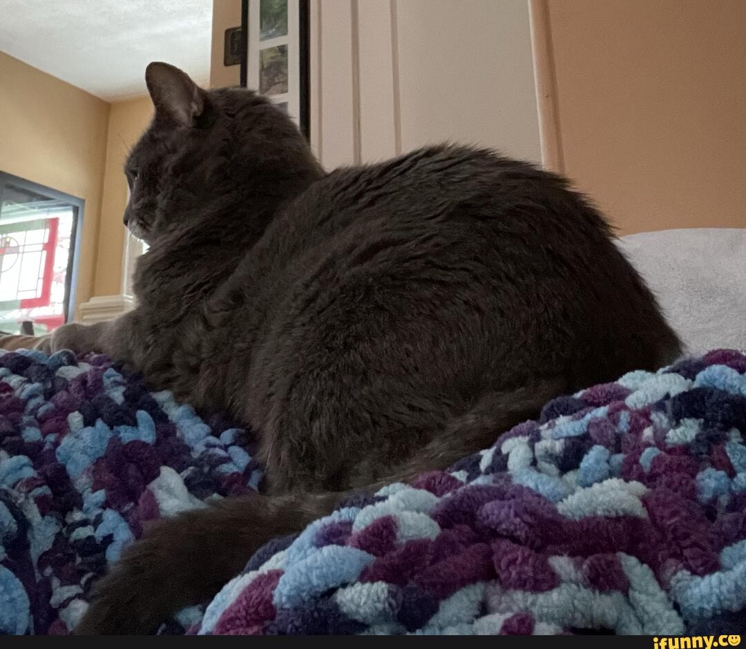 Goofy_cat memes. Best Collection of funny Goofy_cat pictures on iFunny