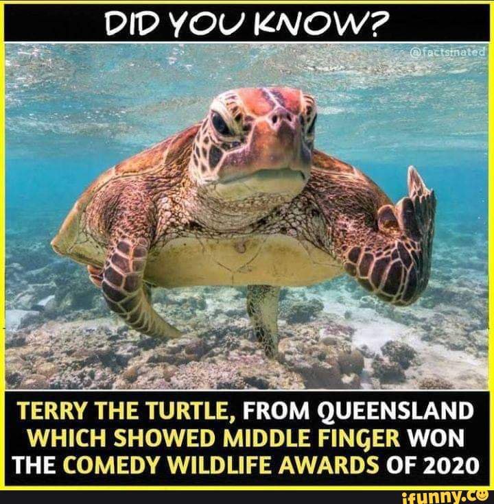 DID YOU KNOW? TERRY THE TURTLE, FROM QUEENSLAND WHICH SHOWED MIDDLE ...