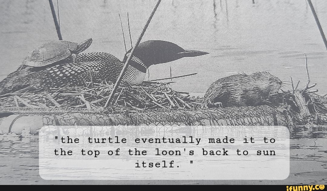 Loons memes. Best Collection of funny Loons pictures on iFunny