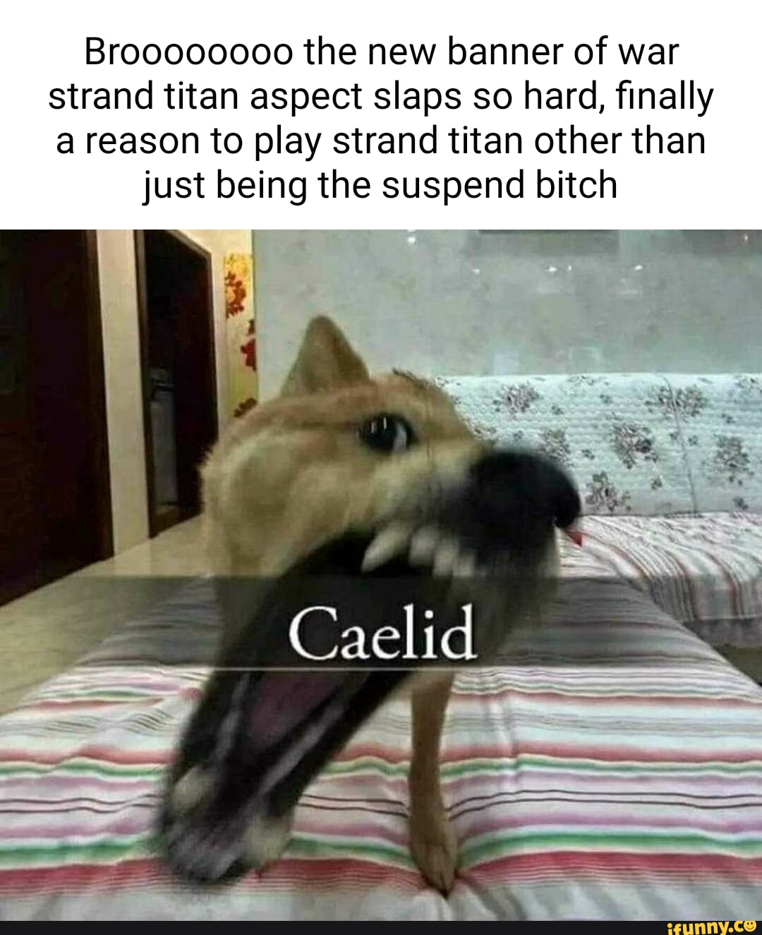 Caelid memes. Best Collection of funny Caelid pictures on iFunny