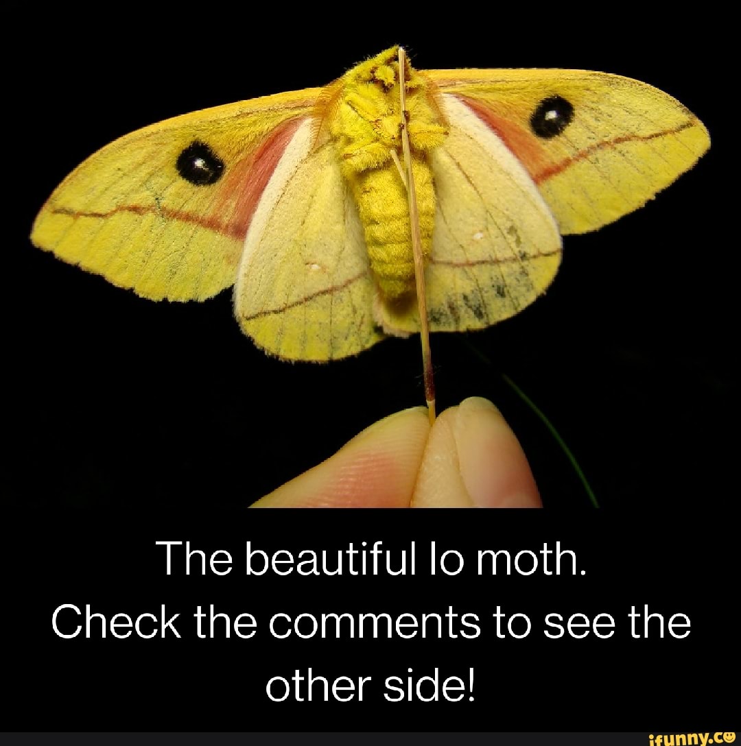 The beautiful lo moth. Check the comments to see the other side! - iFunny
