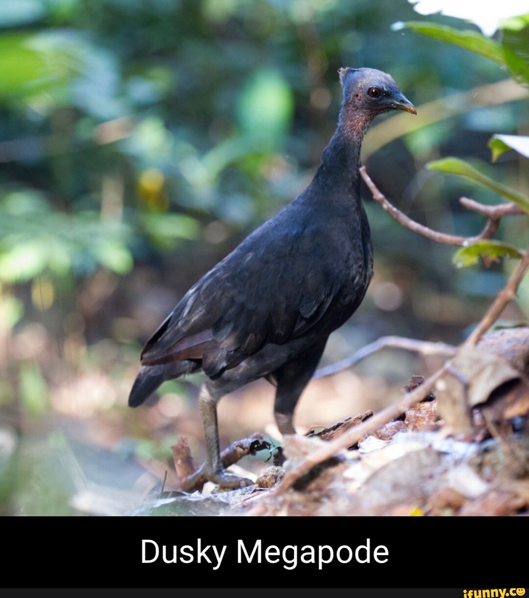 Megapodes memes. Best Collection of funny Megapodes pictures on iFunny