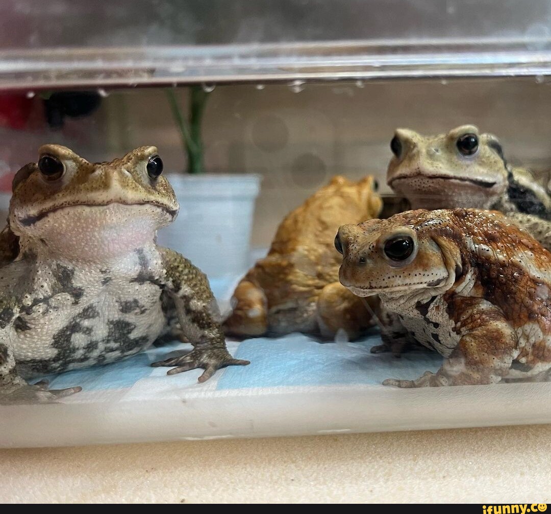 Picture memes 2KoCNL5KA by friggin_frog: 3 comments - iFunny