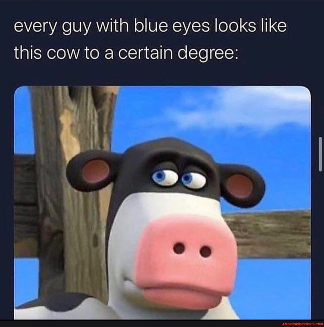Every guy with blue eyes looks like this cow to a certain degree ...