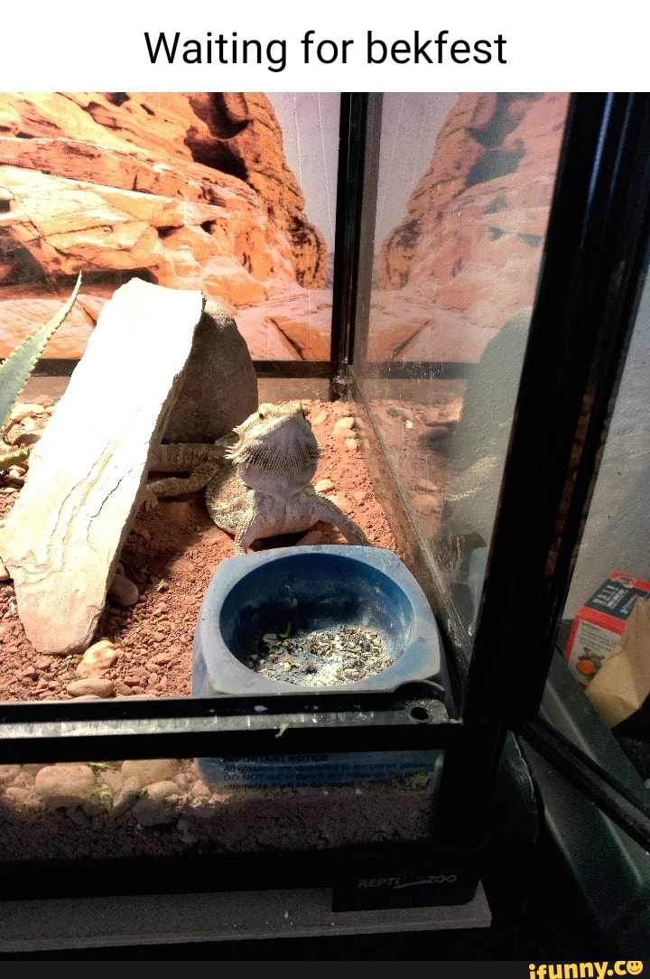 Bekfest memes. Best Collection of funny Bekfest pictures on iFunny