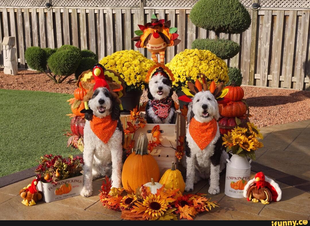 Sheepadoodle memes. Best Collection of funny Sheepadoodle pictures on ...