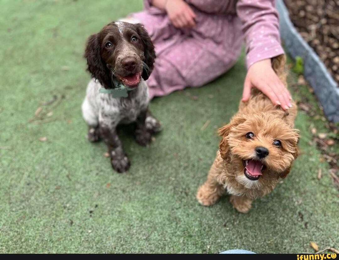 Cavapoo memes. Best Collection of funny Cavapoo pictures on iFunny