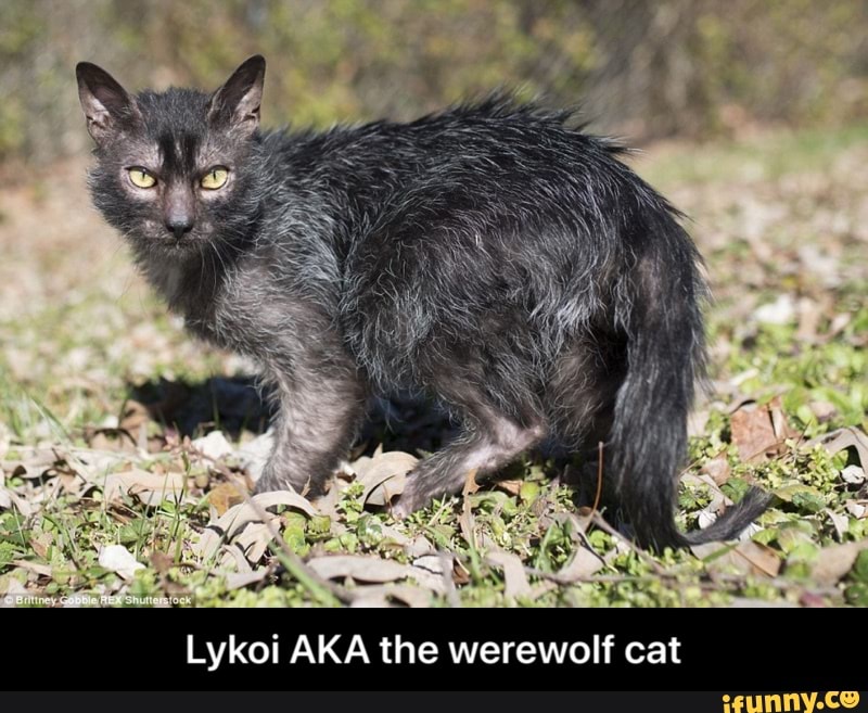 Lykou AKA the werewolf cat - Lykoi AKA the werewolf cat - iFunny