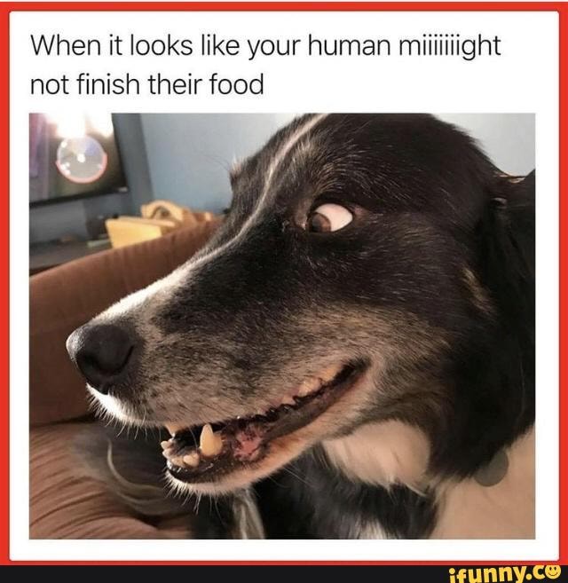 #dogmemes #dog #doggo #doggos #dogmeme #meme #memes - When it looks ...