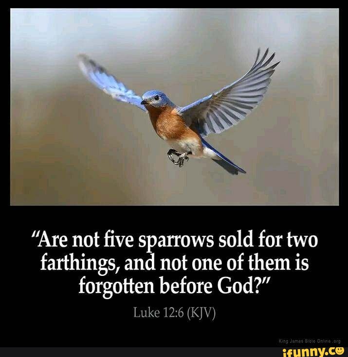 SS at "Are not five sparrows sold for two farthings, and not one of ...