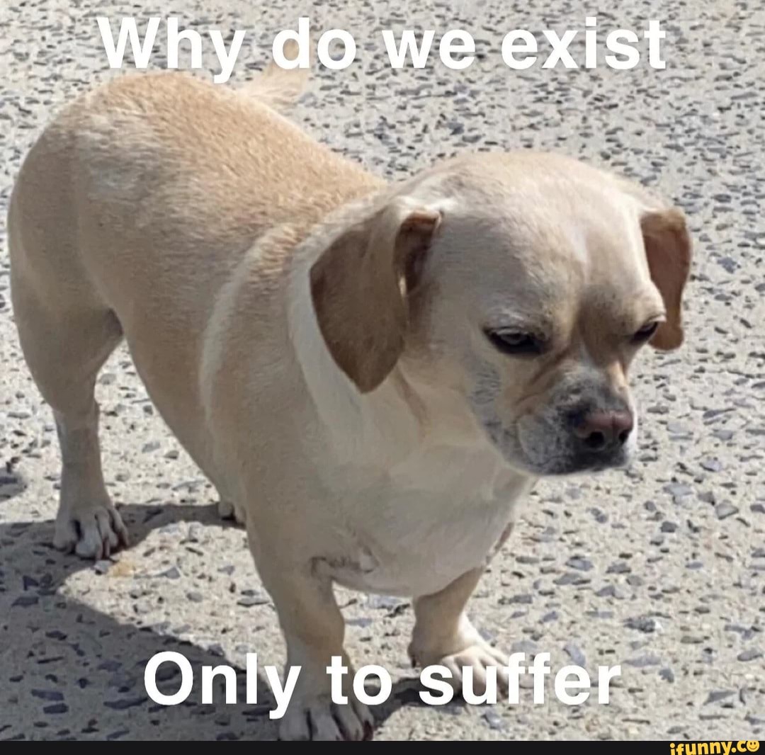 Why do we exist Only to suffer - iFunny