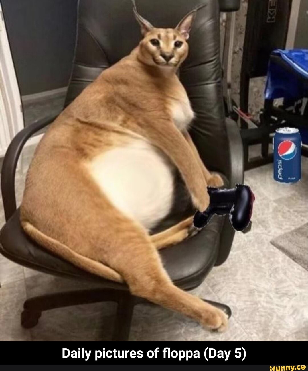 Daily pictures of floppa (Day 5) - Daily pictures of floppa (Day 5 ...