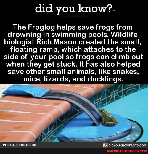 Did you know?. The Froglog helps save frogs from drowning in swimming ...