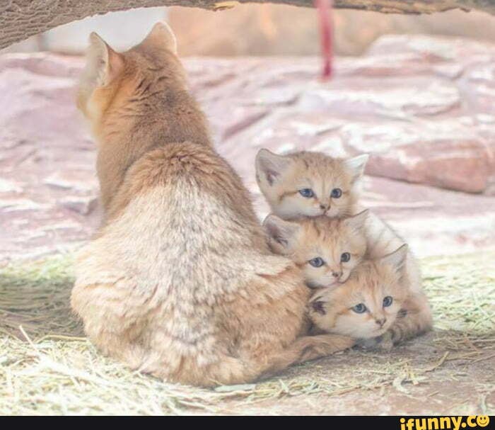 Sand_cat memes. Best Collection of funny Sand_cat pictures on iFunny