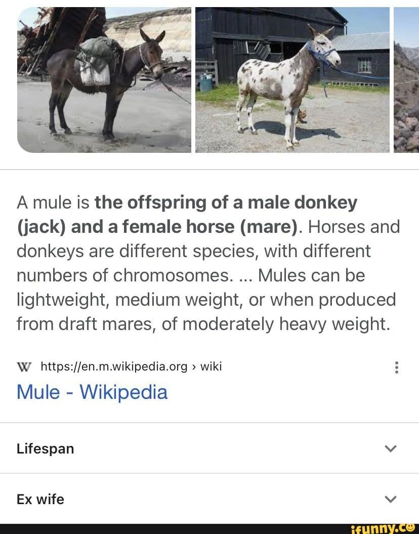 A mule is the offspring of a male donkey (jack) and a female horse ...