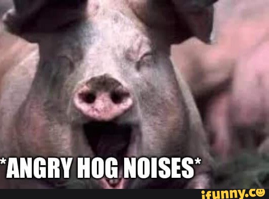 Al "ANGRY HOG NOISES' - iFunny