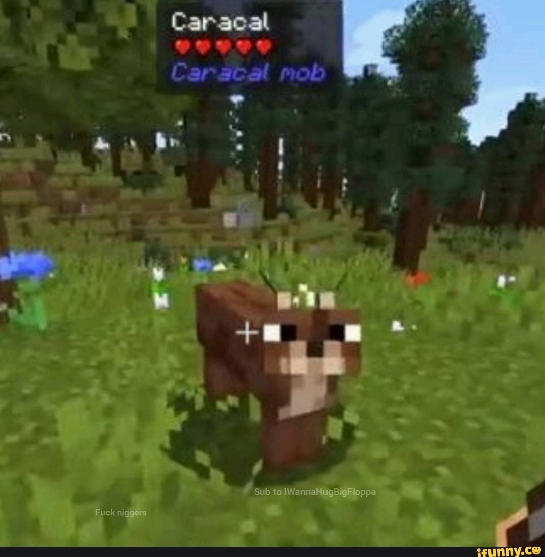 Caracal Caracal mob br - iFunny