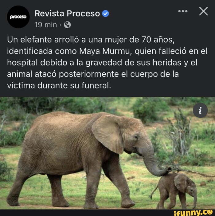 Elefante memes. Best Collection of funny Elefante pictures on iFunny
