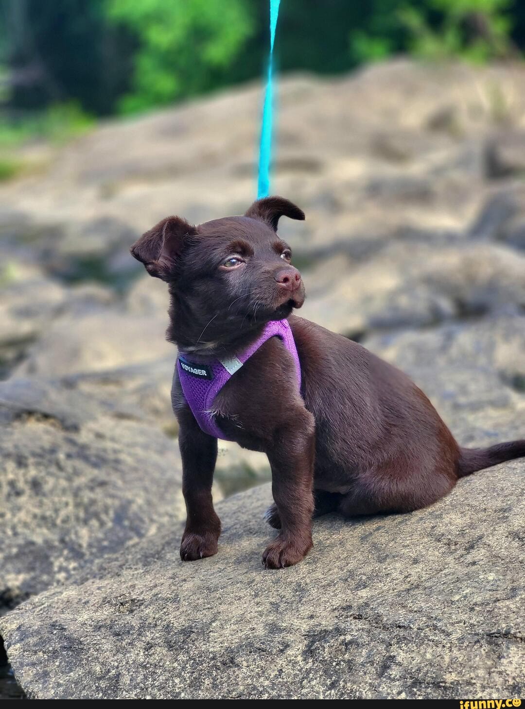 Overbite memes. Best Collection of funny Overbite pictures on iFunny