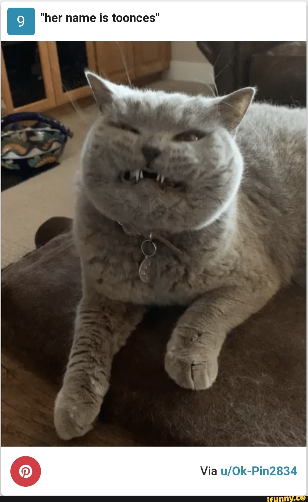 Toonces memes. Best Collection of funny Toonces pictures on iFunny