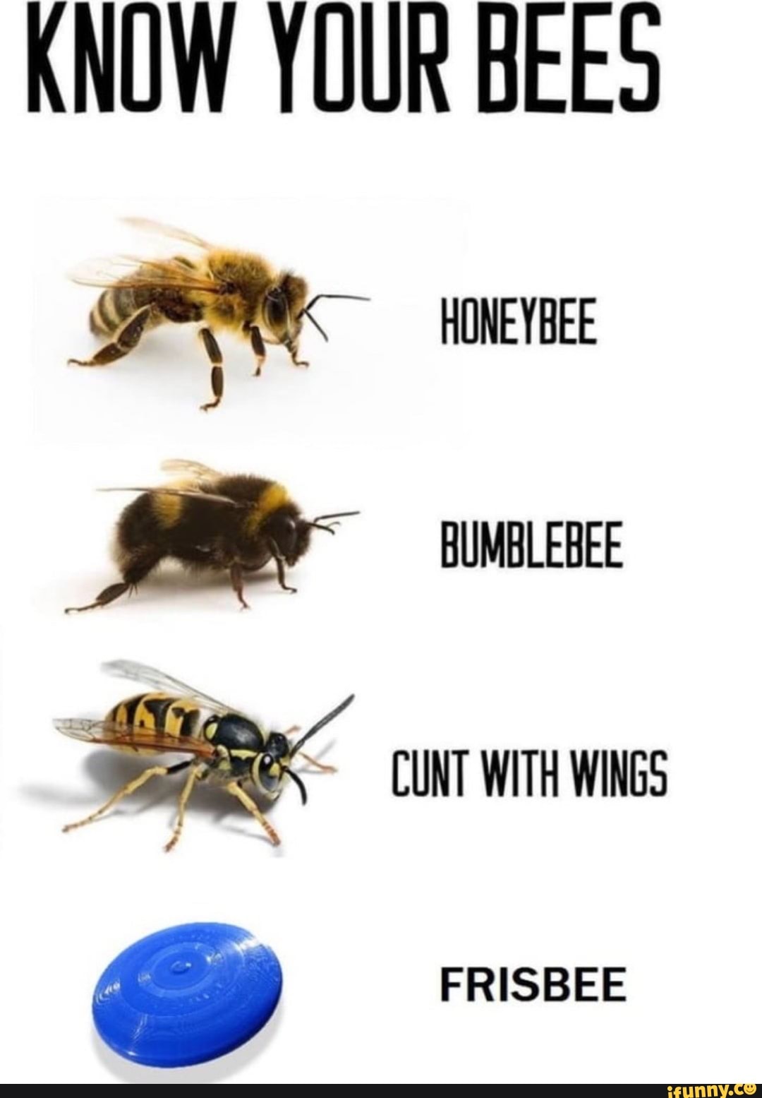KNOW YOUR BEES - iFunny