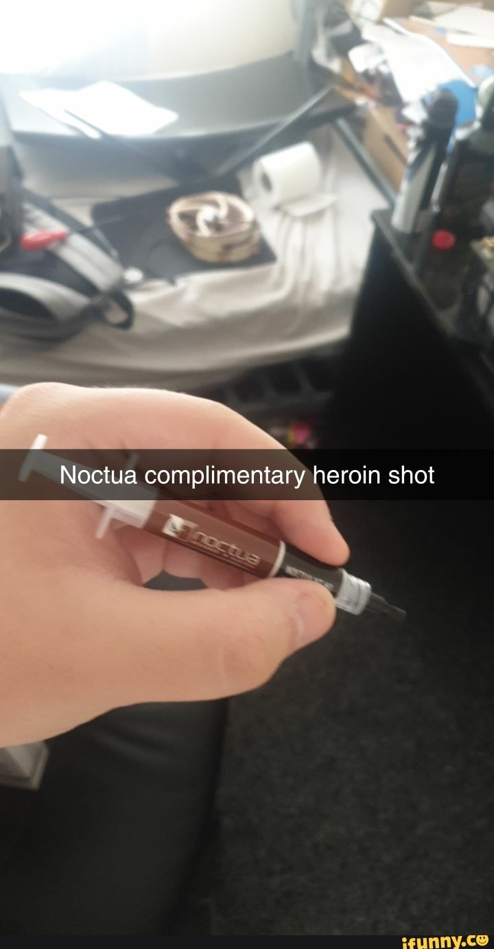 Noctua memes. Best Collection of funny Noctua pictures on iFunny
