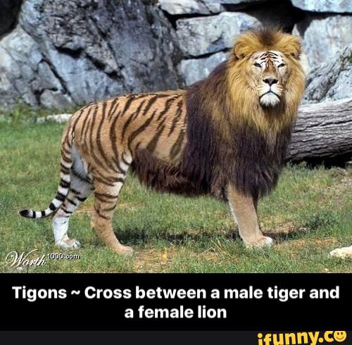 Tigon memes. Best Collection of funny Tigon pictures on iFunny