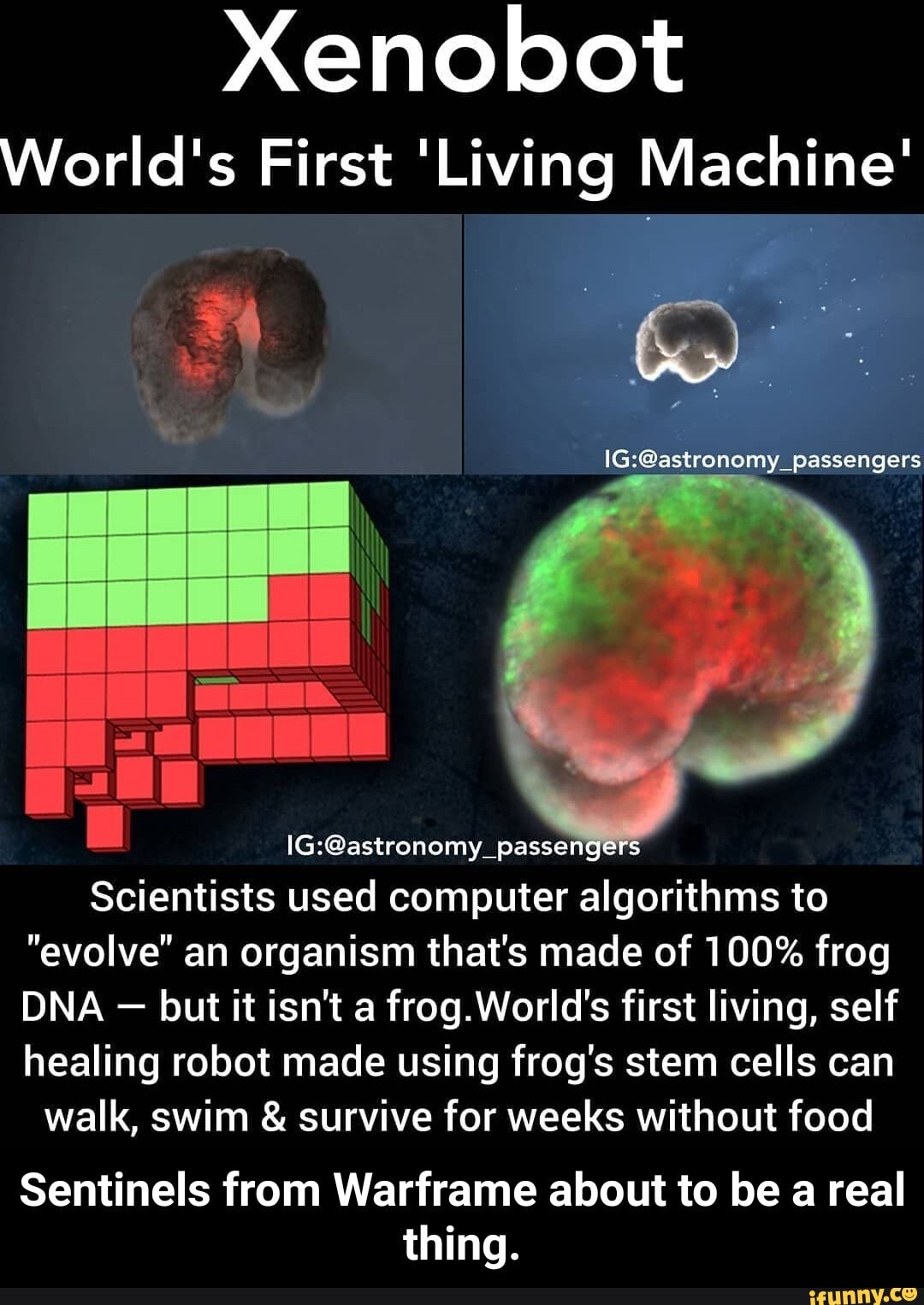 Xenobot World's First 'Living Machine' E Scientists used computer algorithms to "evolve" an ...