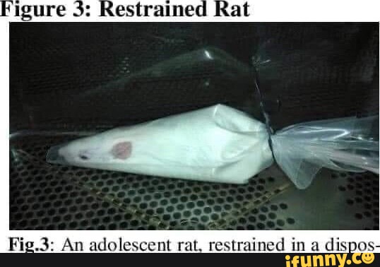 Estrained An adolescent rat. restrained in a dispos - iFunny