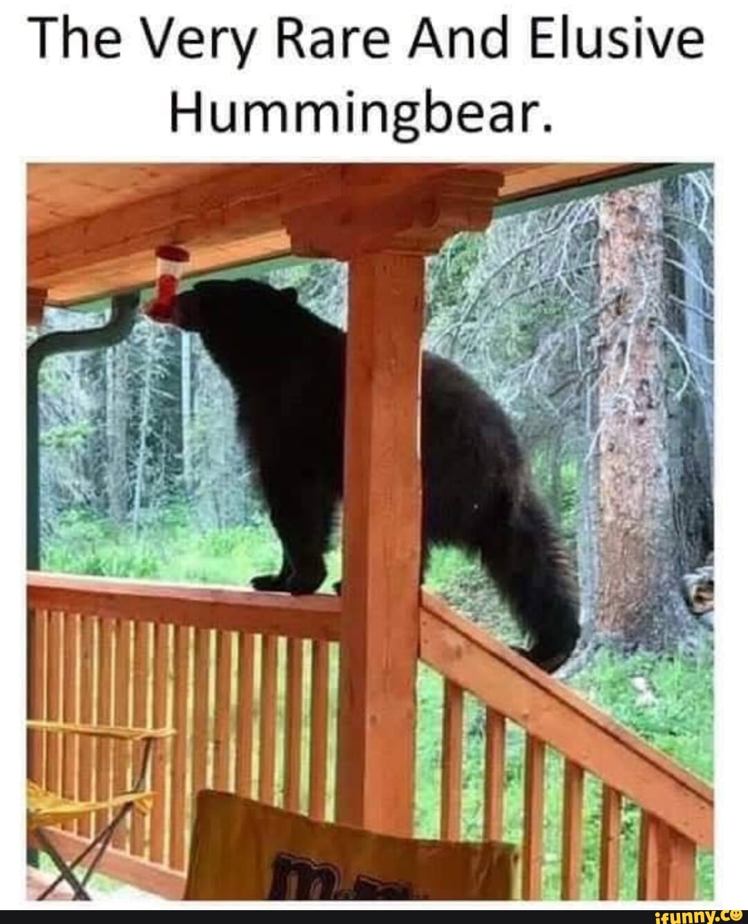 The Very Rare And Elusive Hummingbear. I bo - iFunny
